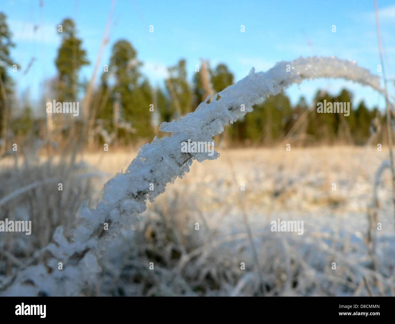 Frost covers the delicate leaves of a plant, forming intricate ice ...