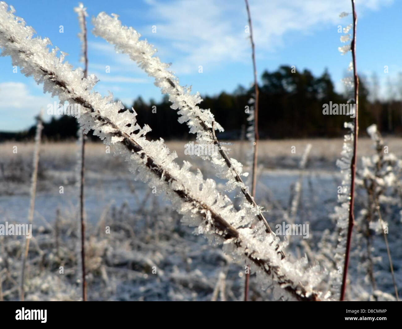 Frost covers the leaves and branches of plants, creating a delicate ...