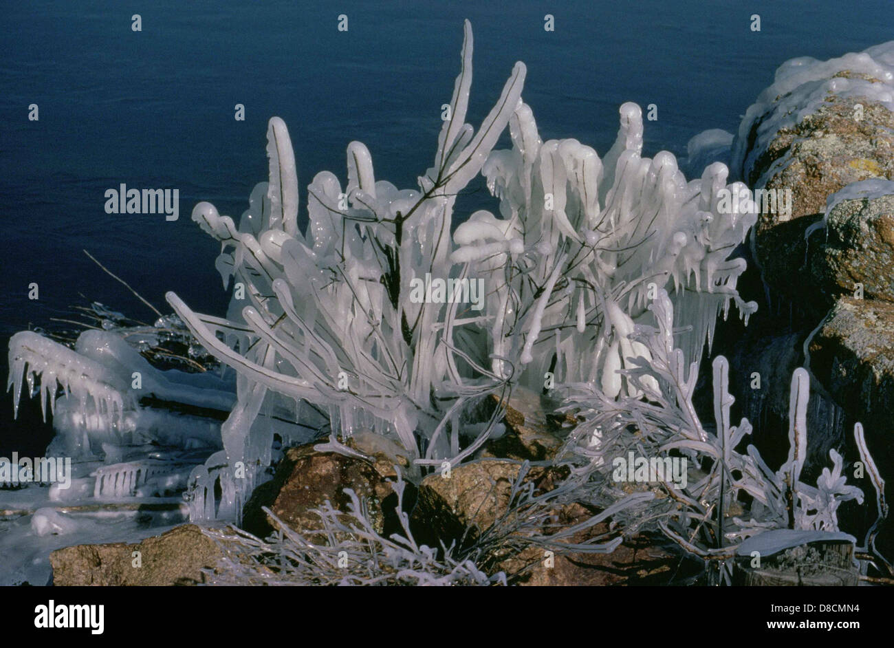 A winter scene showcasing frozen grass and flowers covered in ice ...