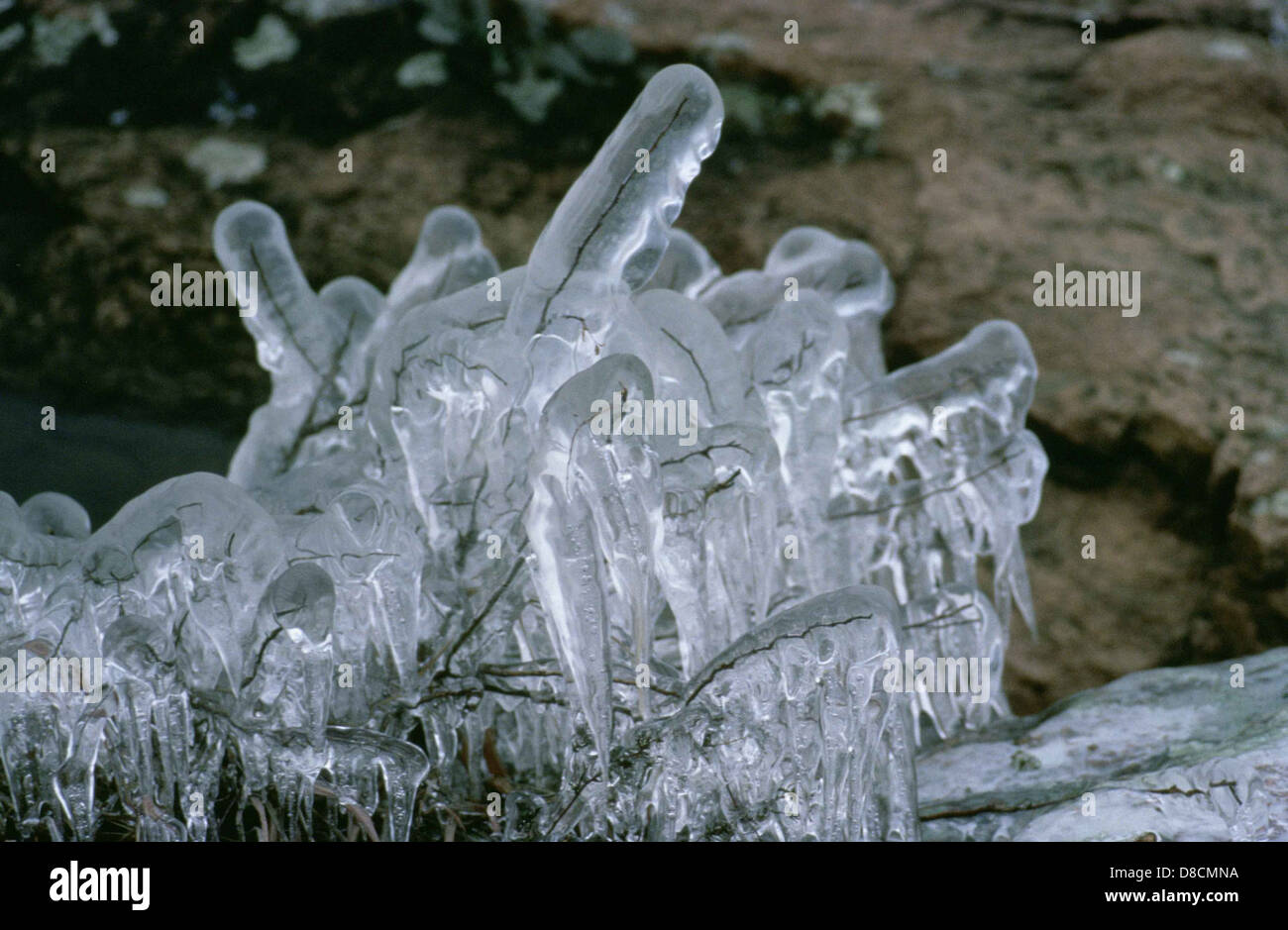 Showcasing delicate structures hi-res stock photography and images - Alamy