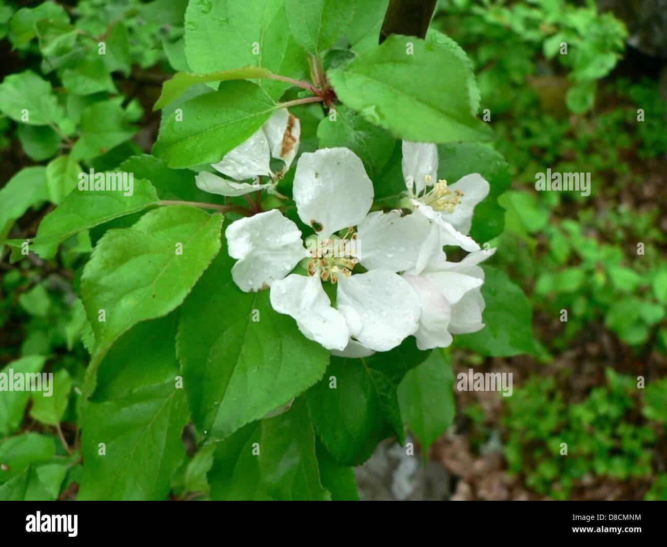 The photo captures a flower from a fruit tree, showcasing its delicate ...