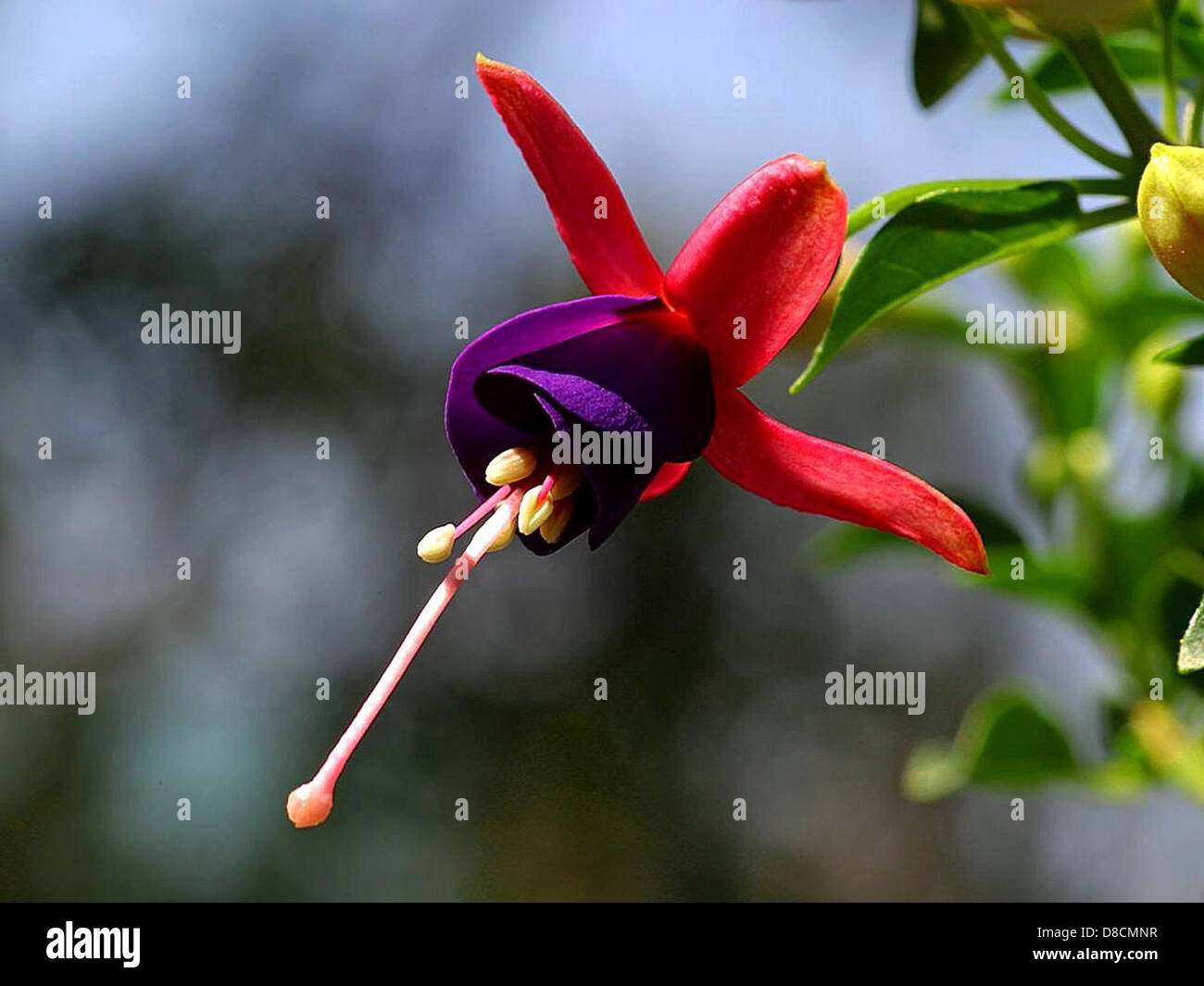 A group of fuchsia and purple flowers display vibrant colors, creating ...