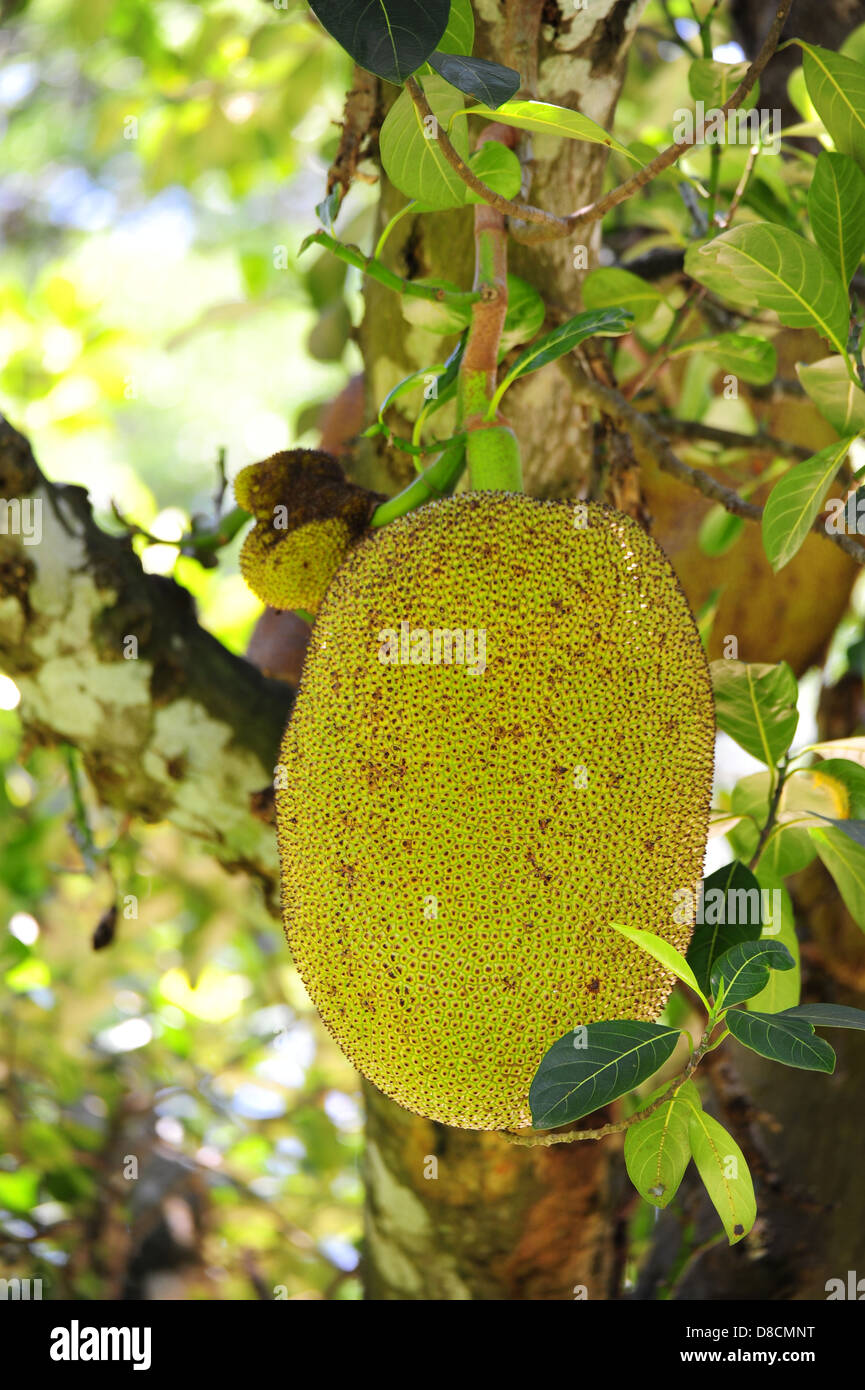Jack fruit on tree Stock Photo - Alamy
