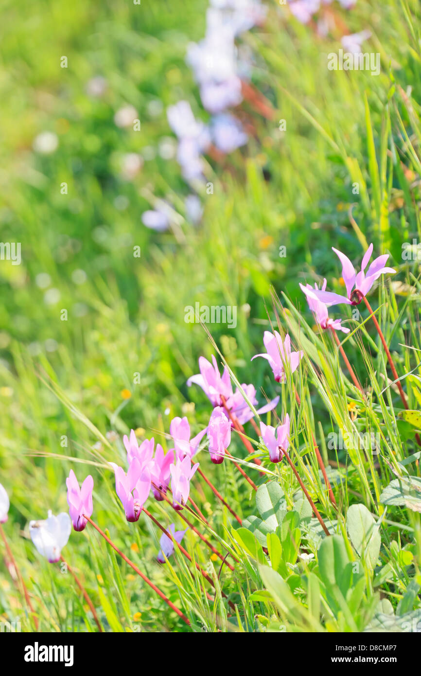Cyclamen Cyprium (Cyprus cyclamen) wild flower in Akamas peninsula ...