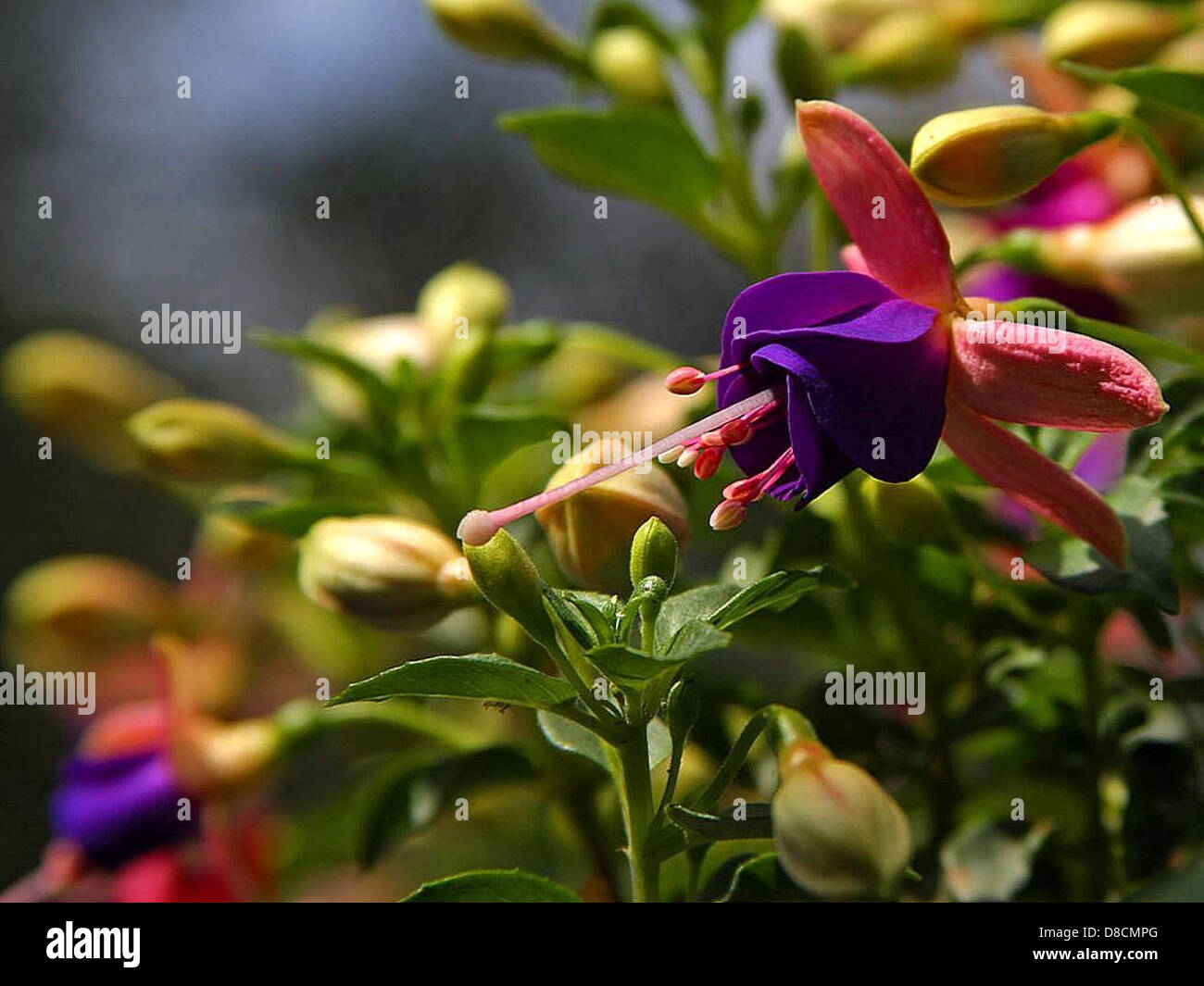 Fuchsia flowers in full bloom, showing their unique and vivid colors ...