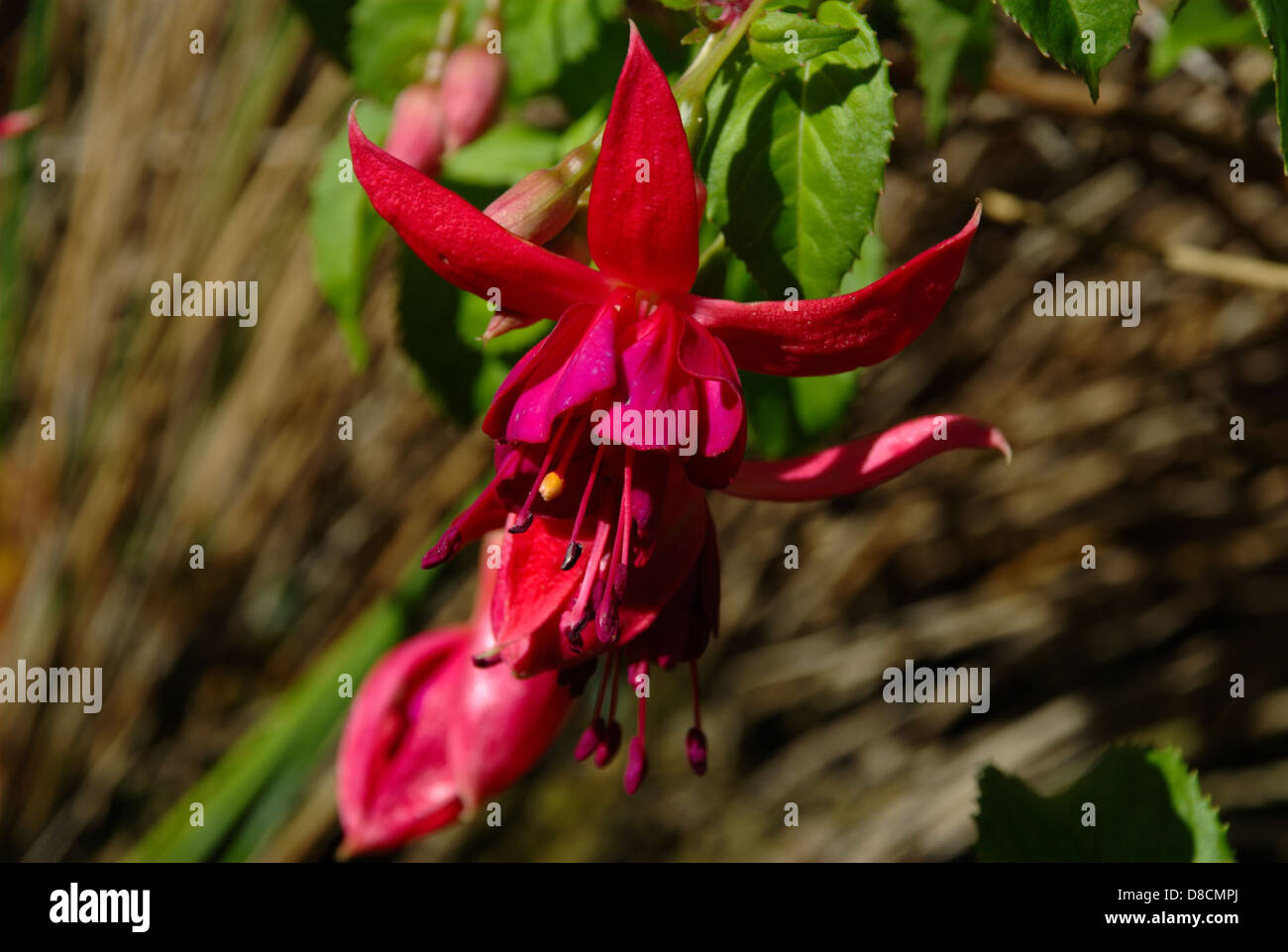 Showcasing bold pink petals hi-res stock photography and images - Alamy