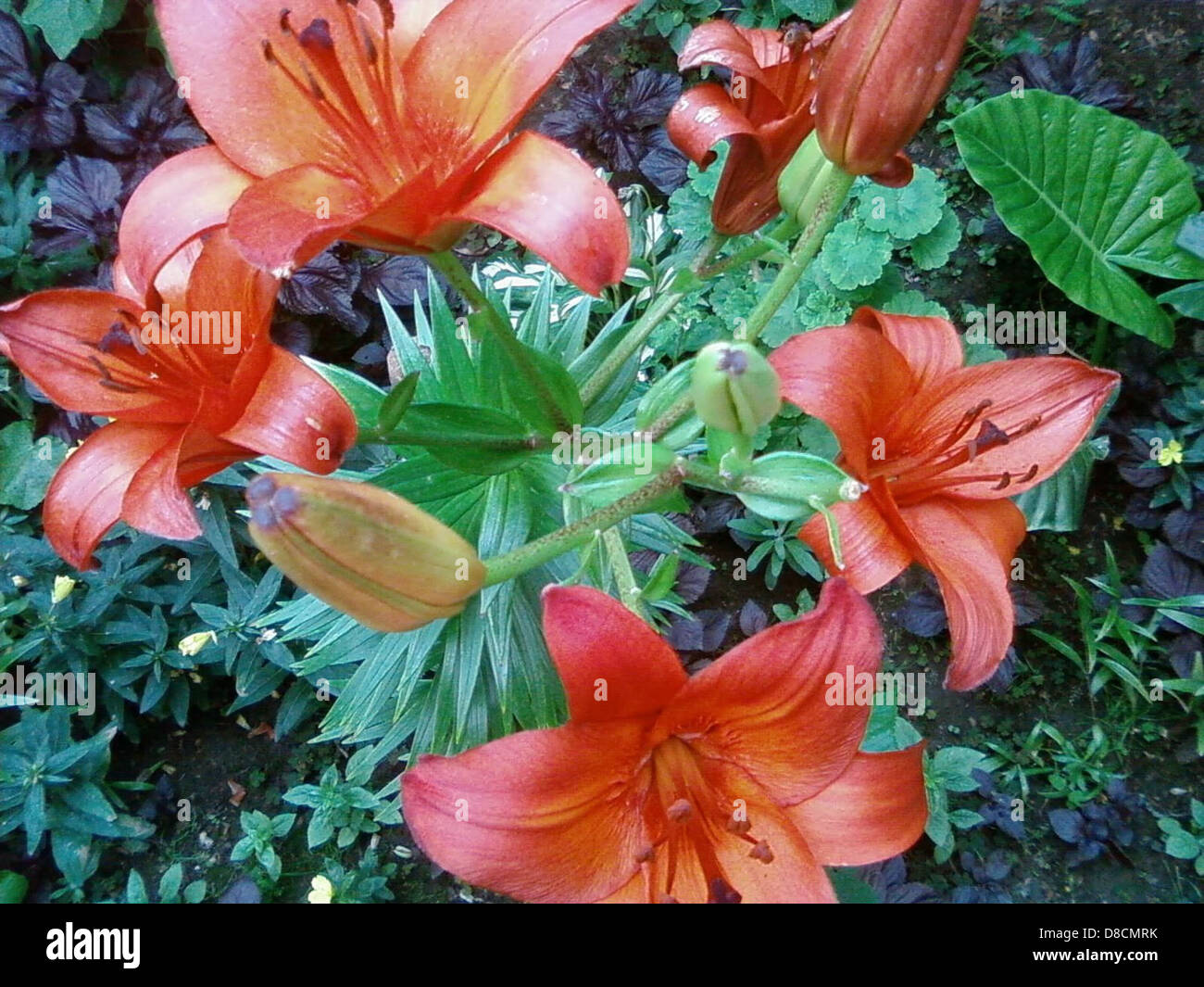 A vibrant collection of garden flowers in full bloom. Various colors ...