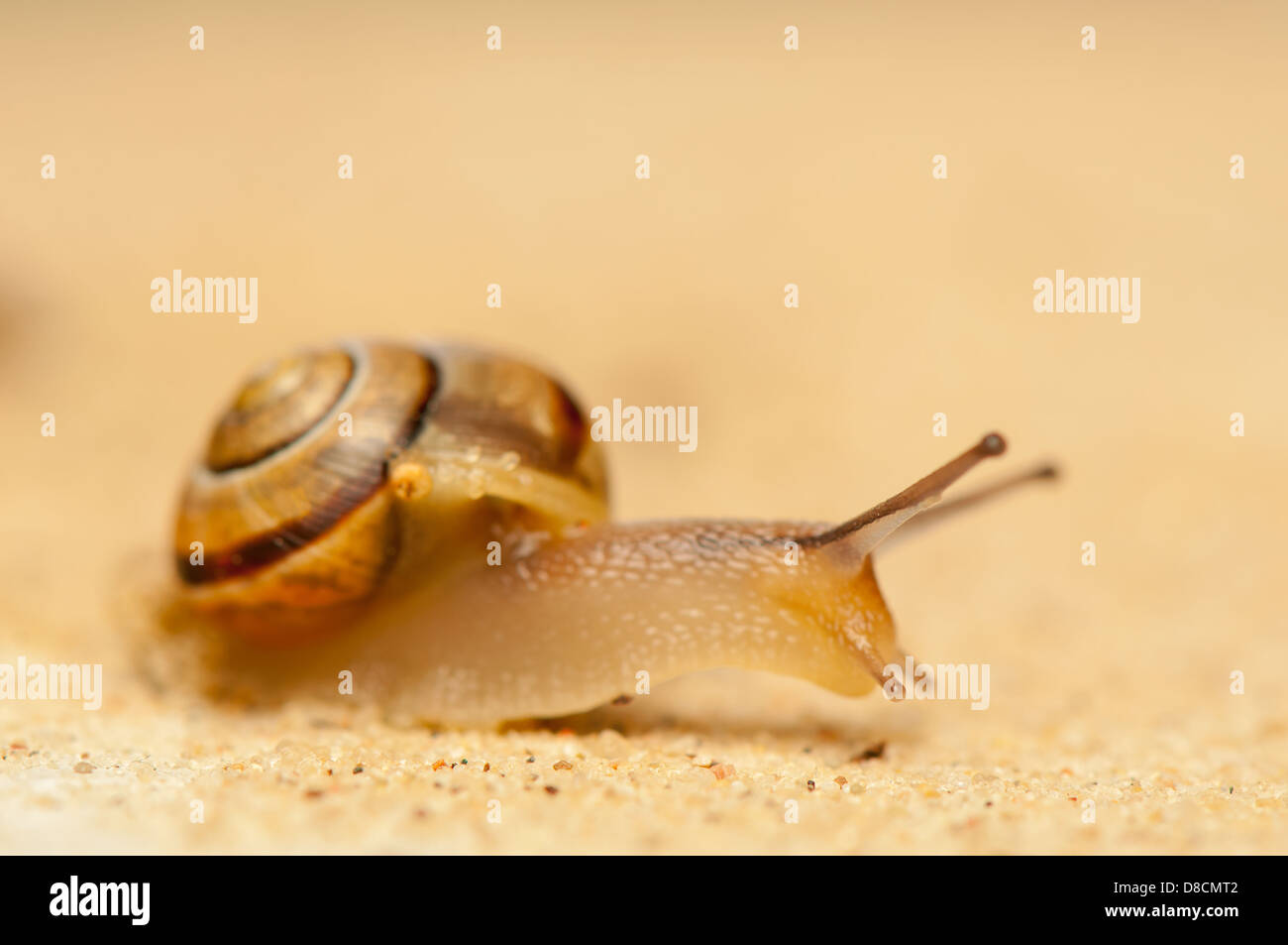 Snail sliding hi-res stock photography and images - Alamy