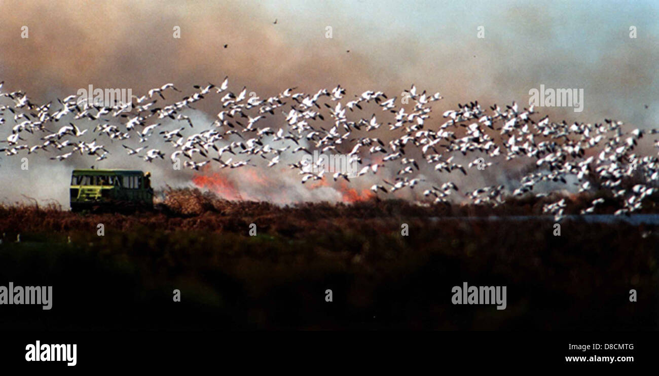 This image shows a group of geese in a burn area, an area where a fire ...
