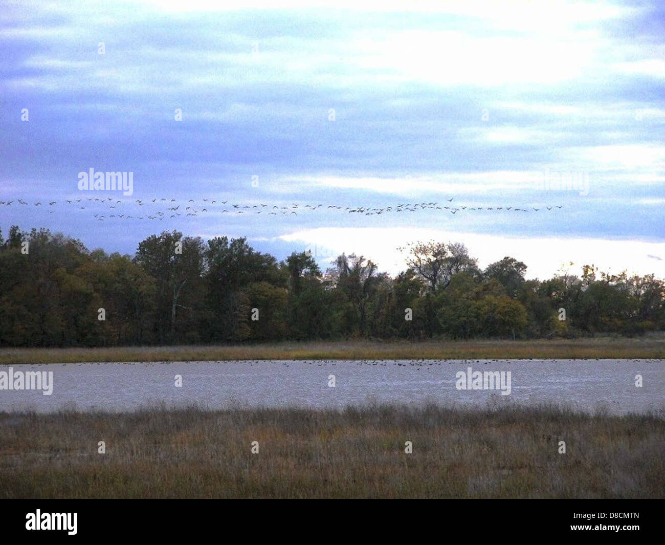 A flock of geese flying over a swamp, migrating in a V-formation. The ...