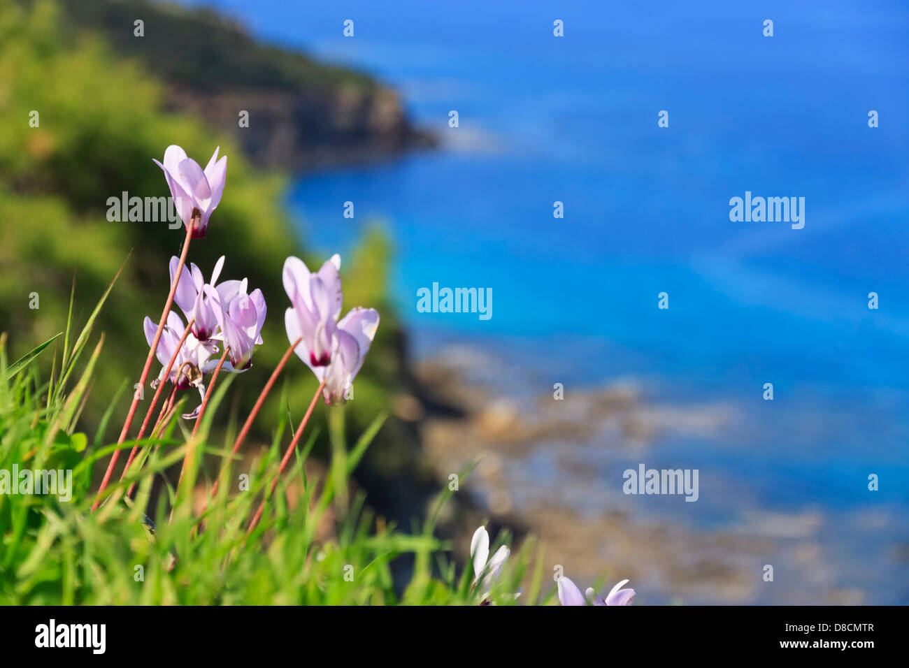 Cyclamen Cyprium (Cyprus cyclamen) wild flower in Akamas peninsula ...