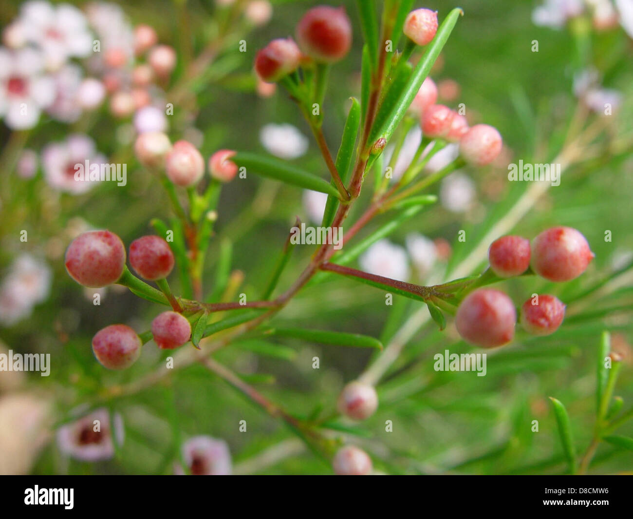 The Geraldton wax plant is native to Australia and produces small, pink ...