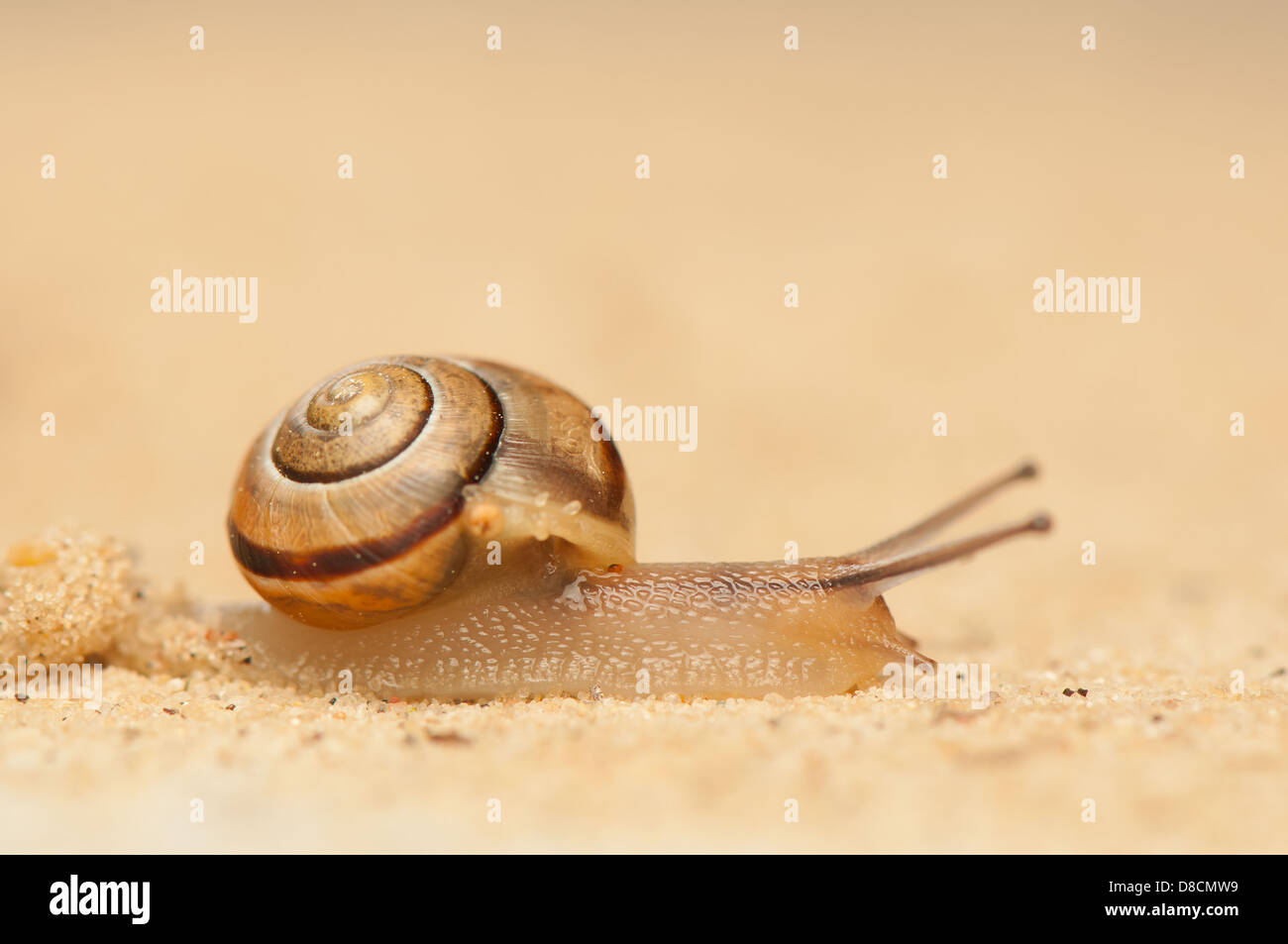 Snail cut out hi-res stock photography and images - Alamy