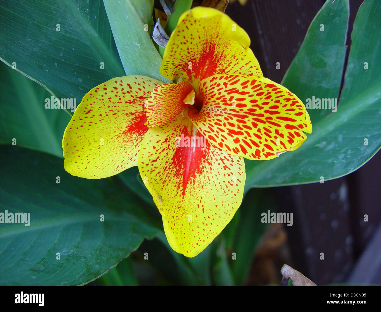 Red and gold flowers hi-res stock photography and images - Alamy