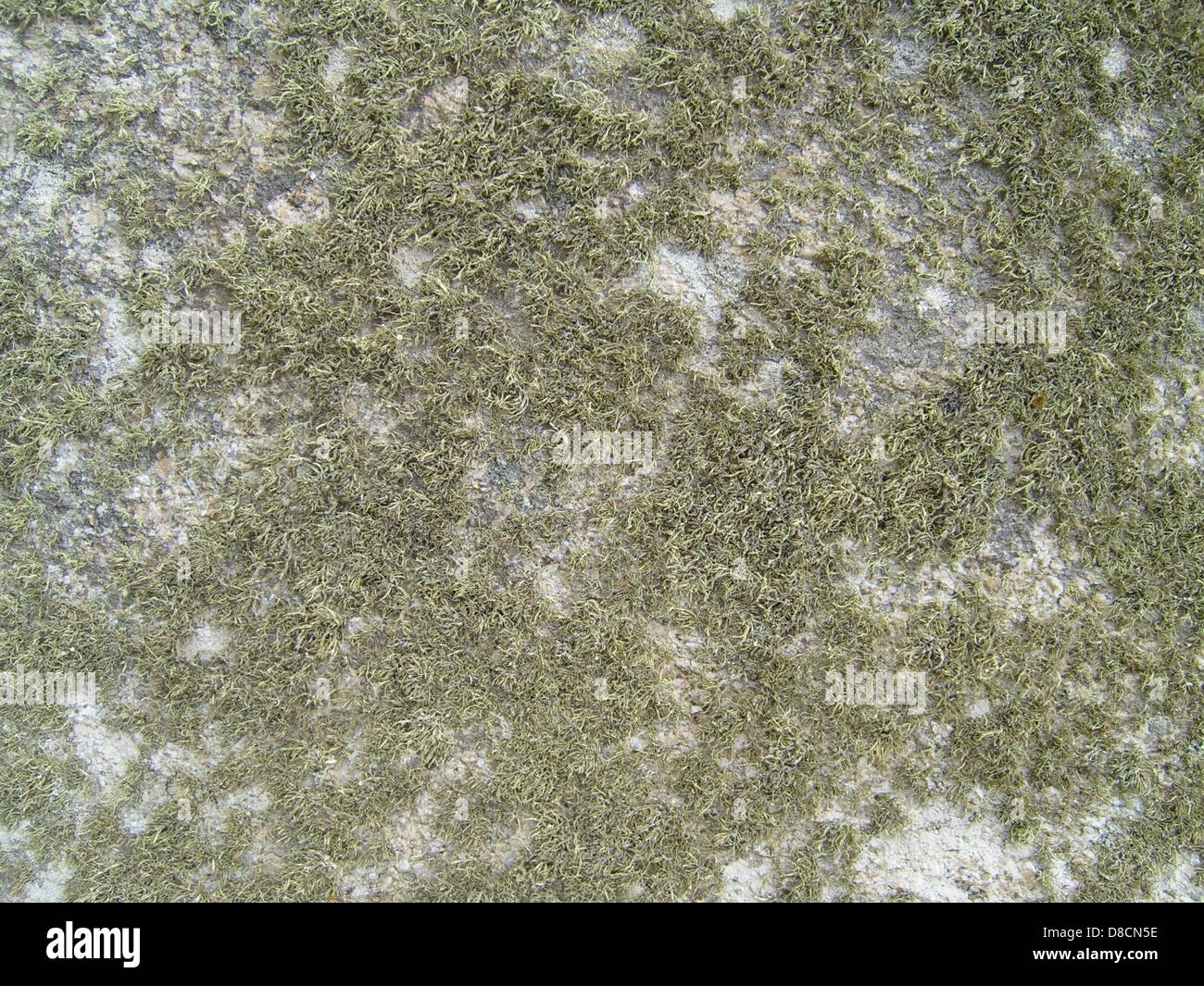 Granite rocks covered with moss and lichen, showcasing the symbiotic ...