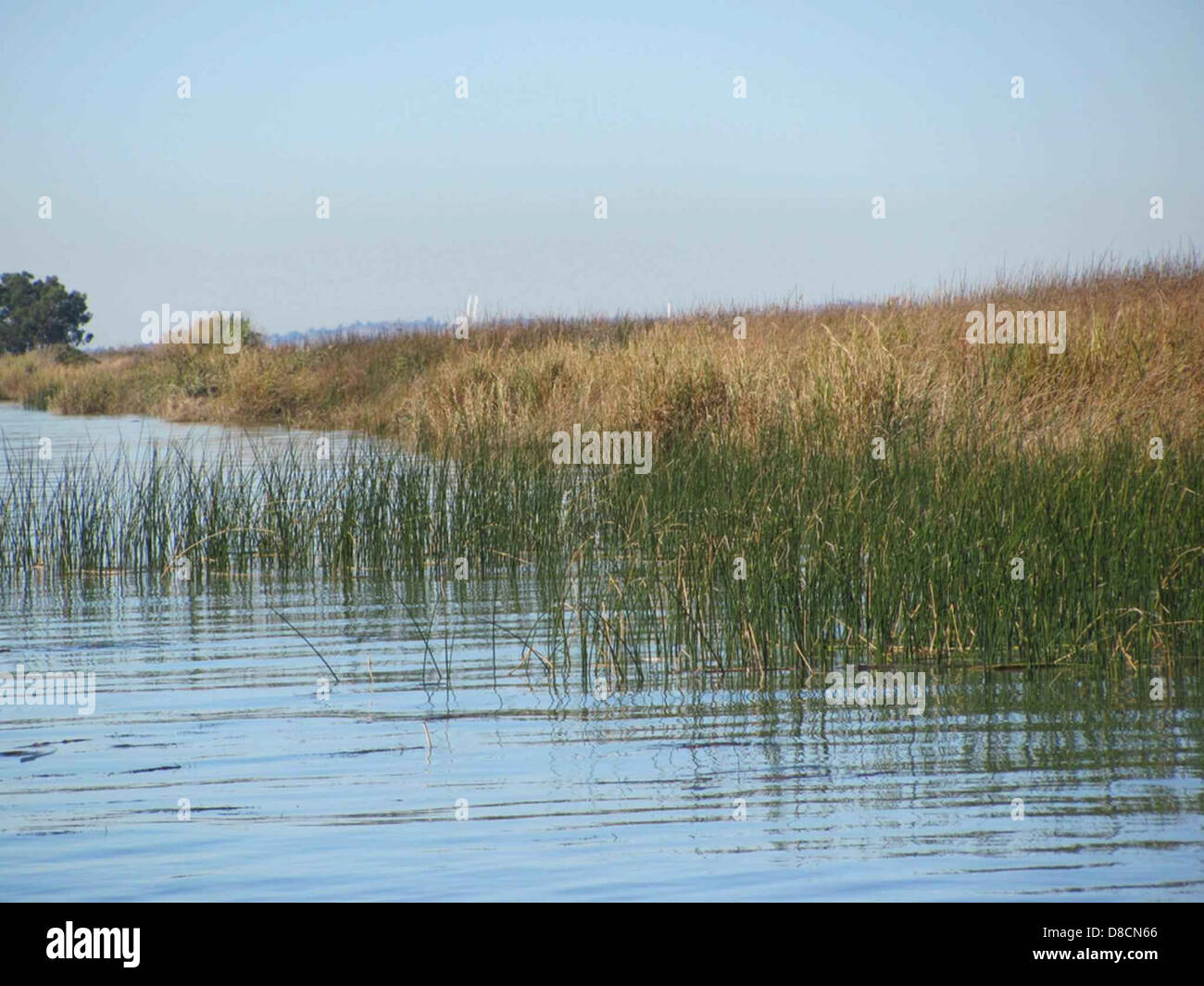 This image shows grasses growing in a swampy area, surrounded by other ...