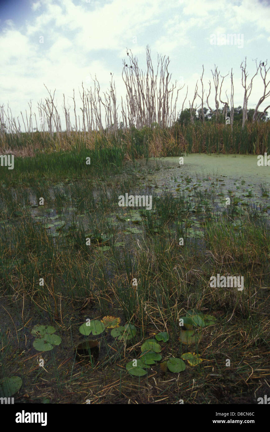 A wetlands ecosystem, featuring grasses, trees, and aquatic plants. The ...