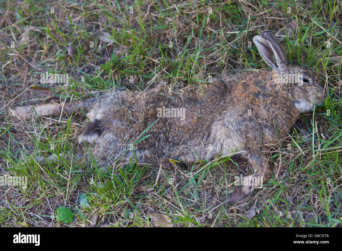 Rabbit roadkill hi-res stock photography and images - Alamy
