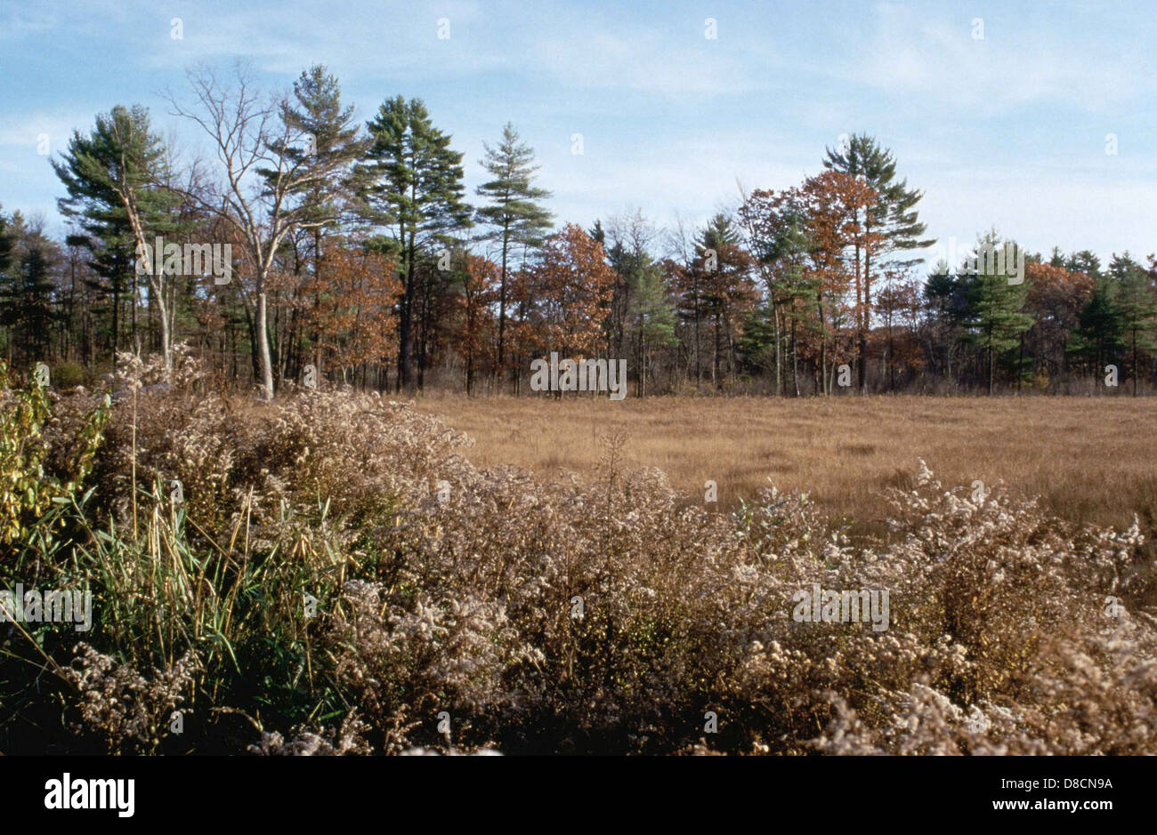 The great meadows in autumn display a golden and amber hue as the ...