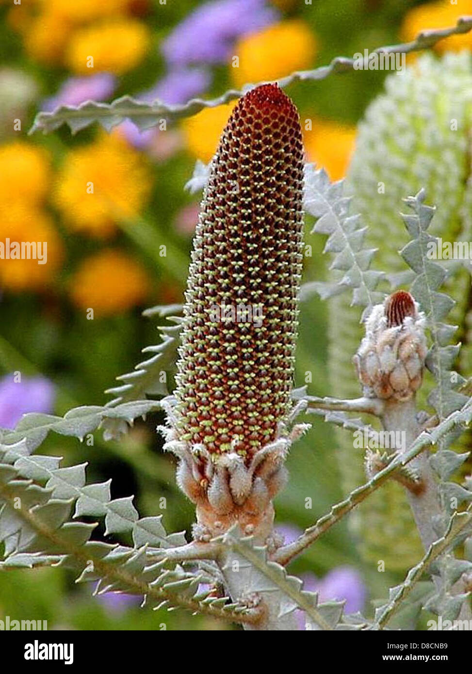 Plants budding features hi-res stock photography and images - Alamy