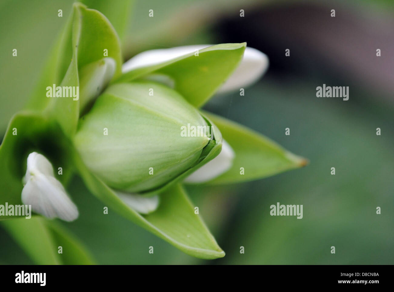 In this image shown a bud hi-res stock photography and images - Alamy