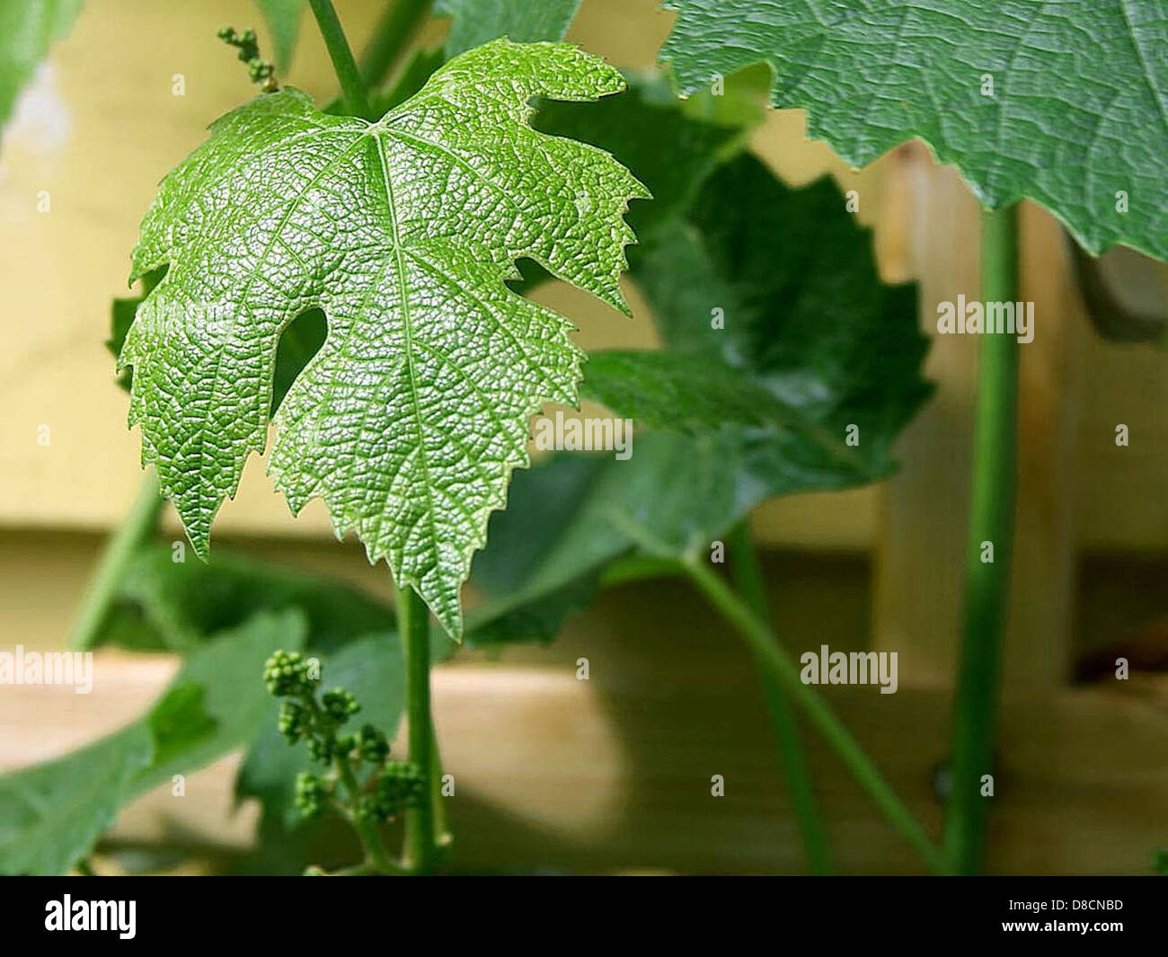 Green grape leaf Stock Photo - Alamy