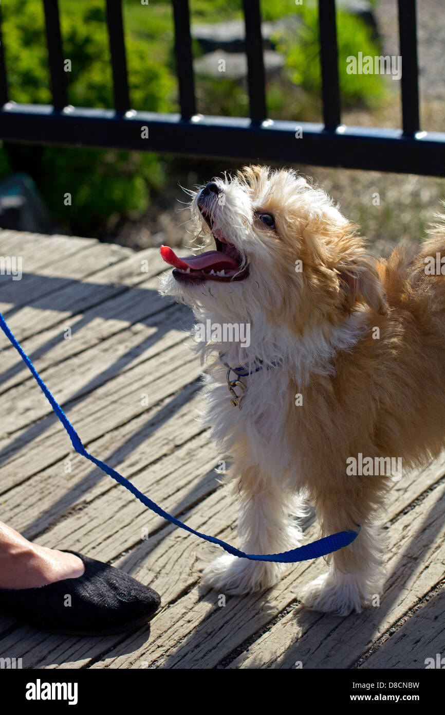 Cute little baby dog hi-res stock photography and images - Alamy