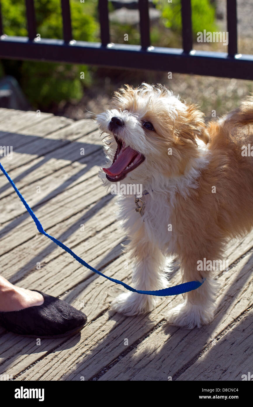 Yapping dog hi-res stock photography and images - Alamy