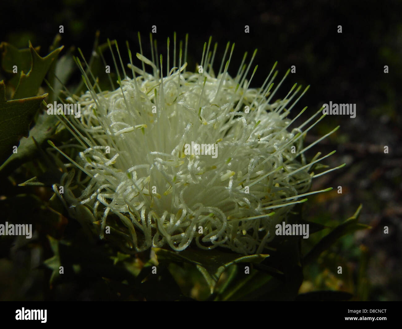 Green native flower plant Stock Photo - Alamy