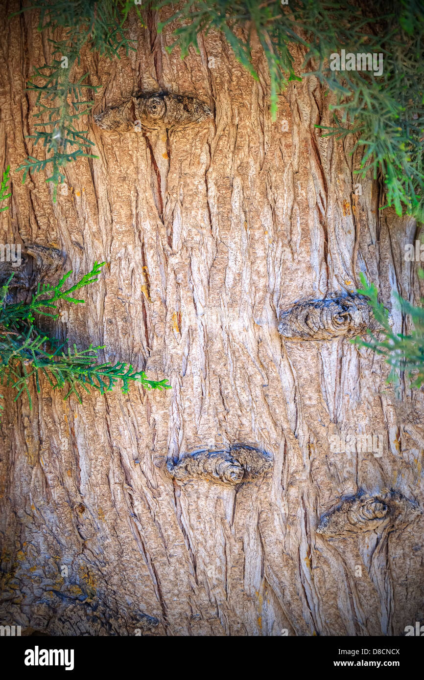 Tree trunk background Stock Photo - Alamy