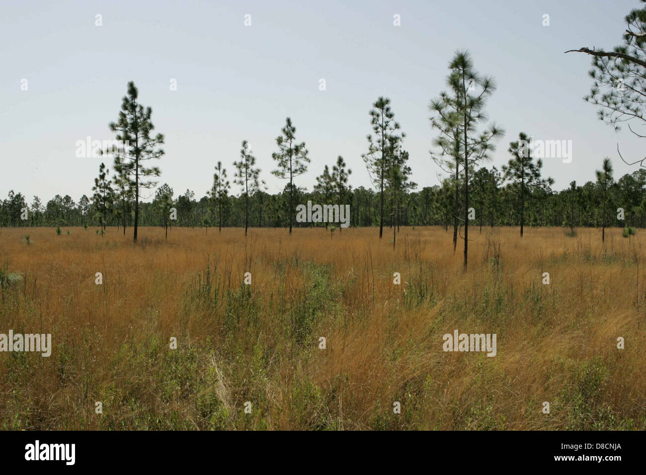 A landscape featuring ground cover plants and low-growing shrubs, with ...