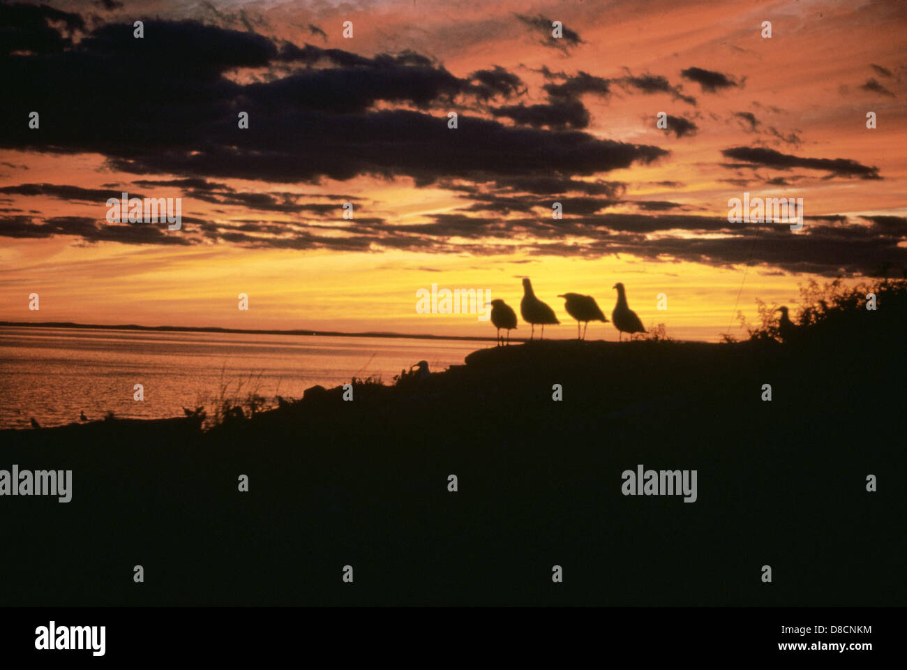 Golden coastal sunset shorebirds hi-res stock photography and images ...