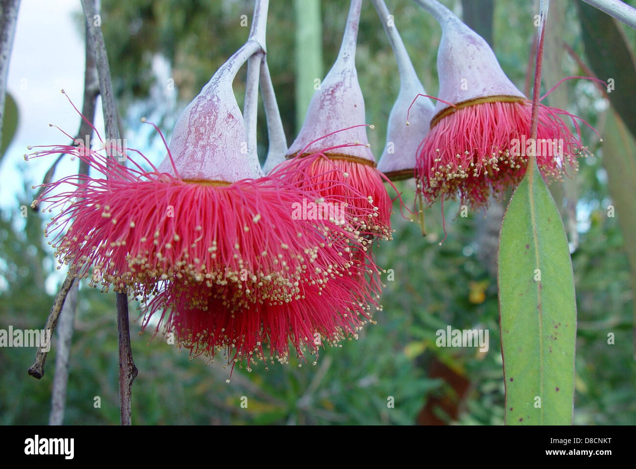 Gumnuts bloom on a tree, showing small, round seed pods surrounded by ...