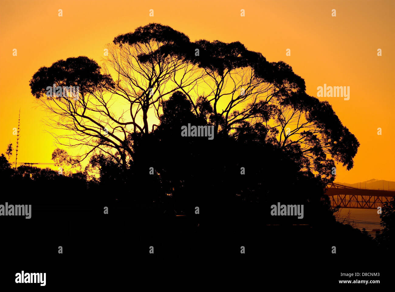 A gum tree stands silhouetted against the vibrant colors of a sunset ...