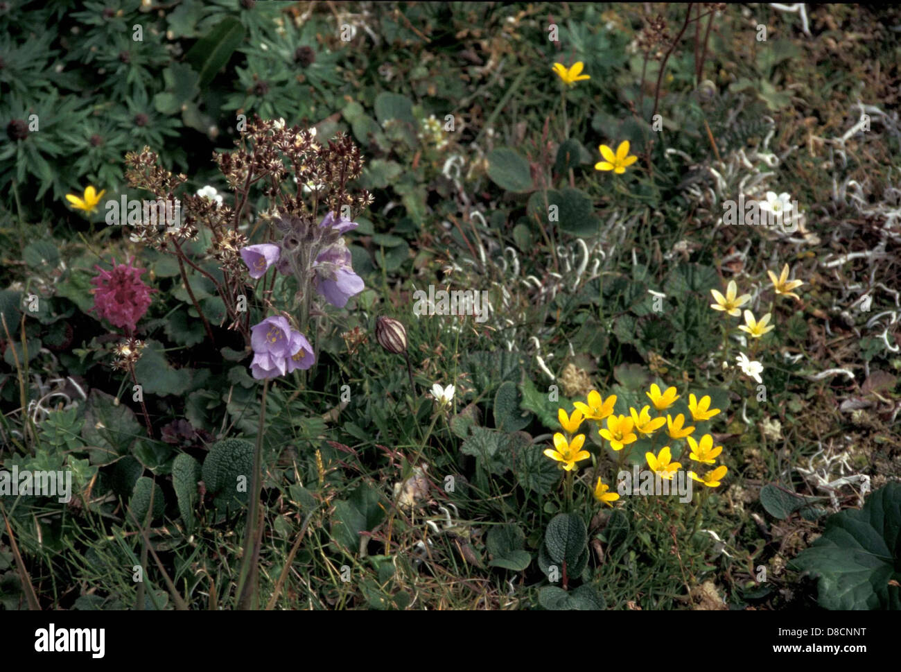 Wildflowers bloom on Hall Island, offering a burst of color against the ...