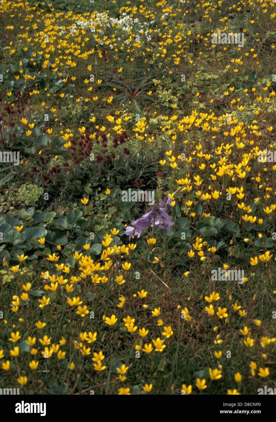 Boggy hall hi-res stock photography and images - Alamy