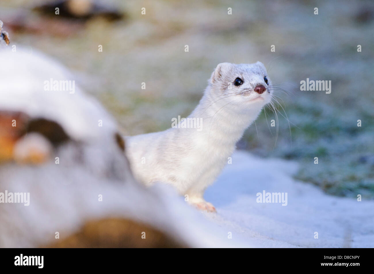 Stoat in snow hi-res stock photography and images - Alamy