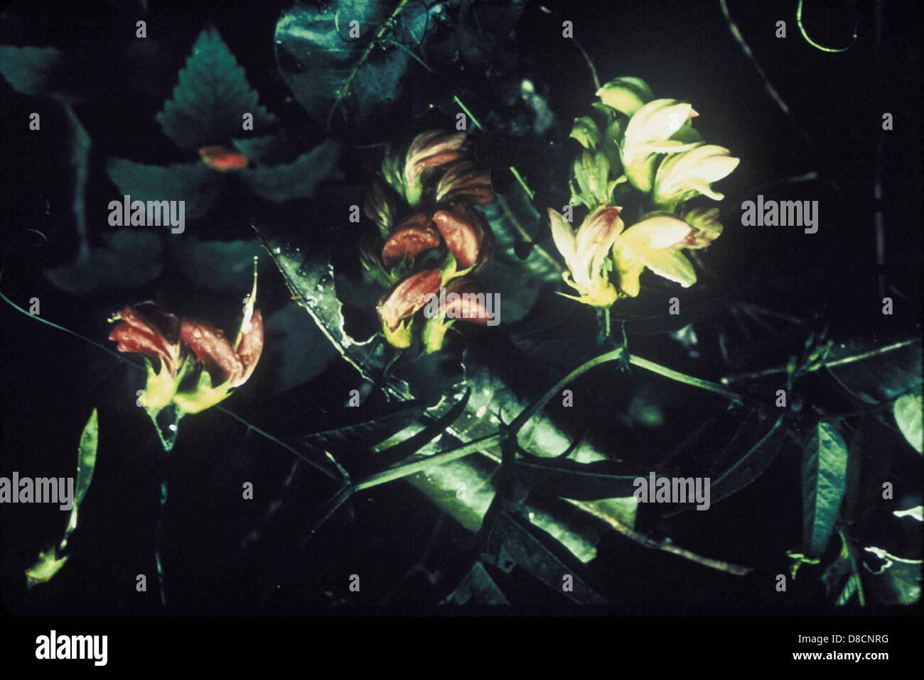 Hawaiian vetch hi-res stock photography and images - Alamy