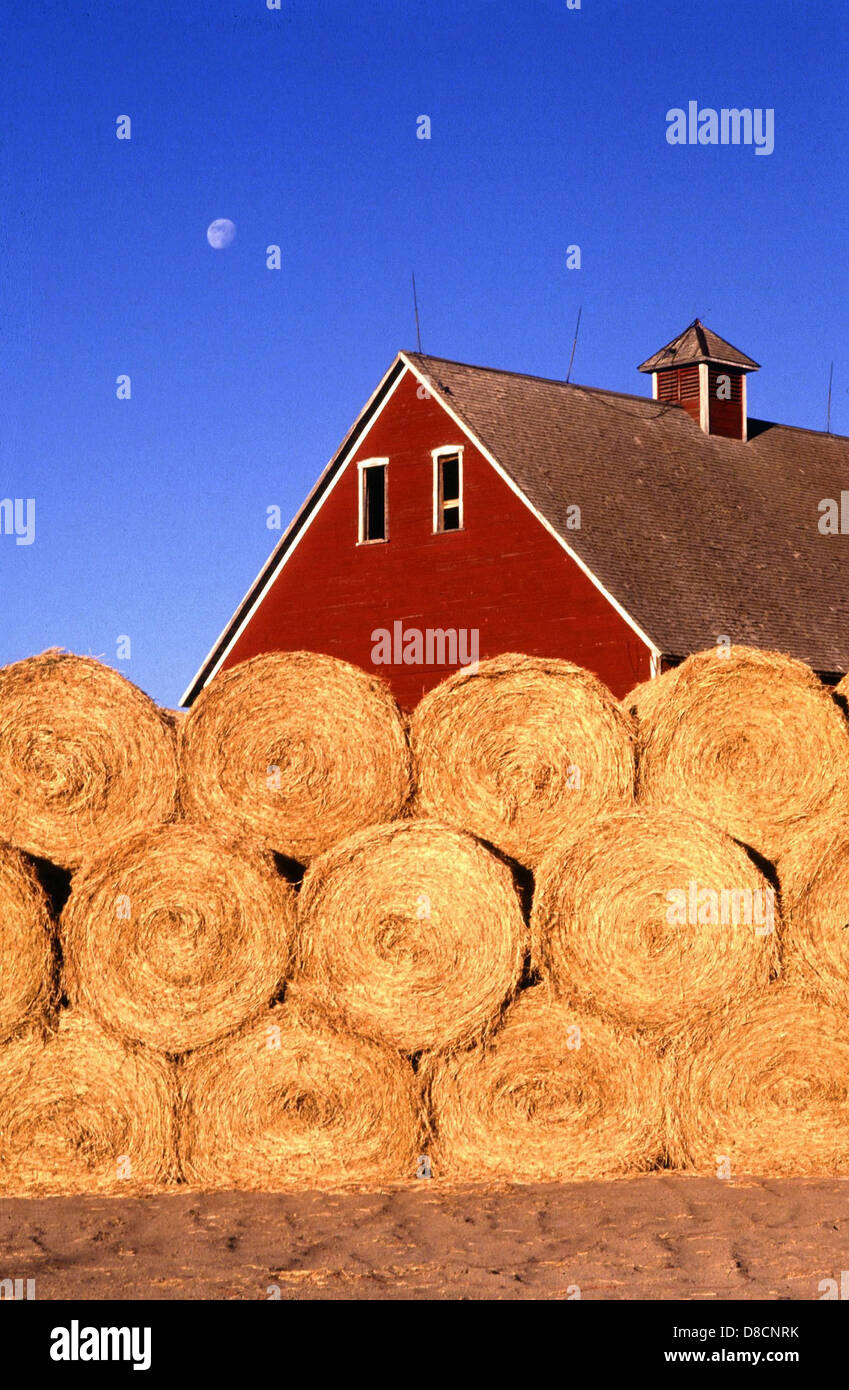 Hay stored on a farm, often used as animal feed. The image depicts ...