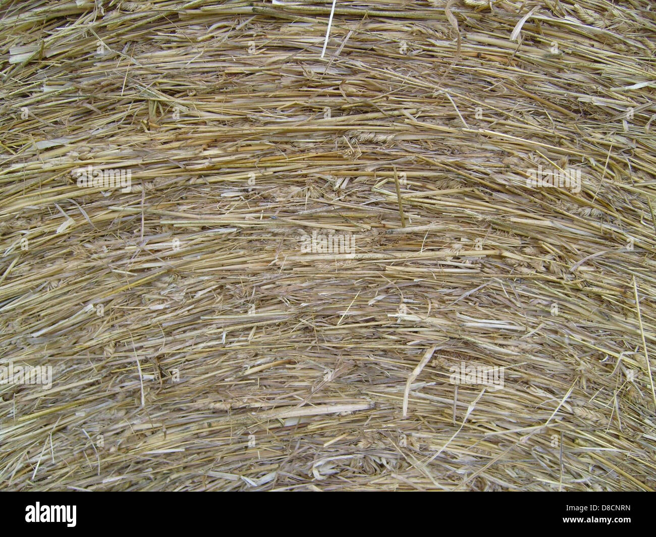 A close-up of a hay roll in a field, showing the tightly packed hay and ...