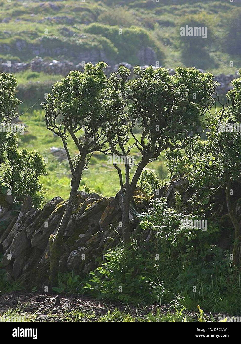 A green hedge-like tree grows on a mountain slope, blending with the ...