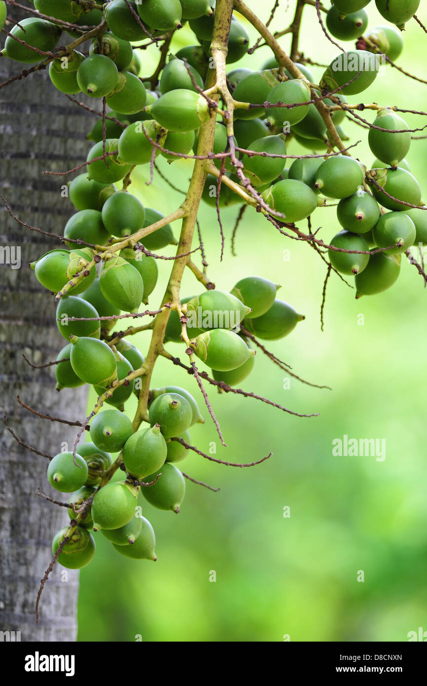 Betel nut tree hi-res stock photography and images - Alamy