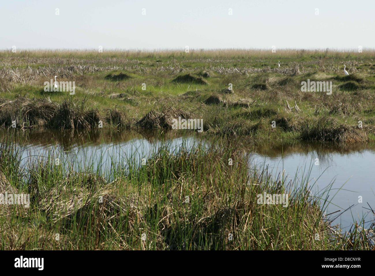 A scenic image of a high grass swamp area, capturing the tall grasses ...