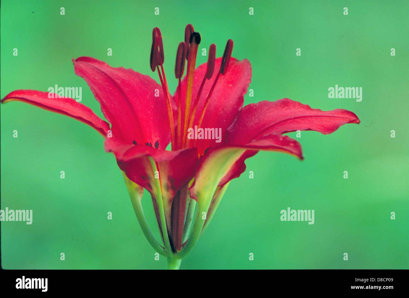 A high-resolution close-up photograph of a plant with a bright red ...