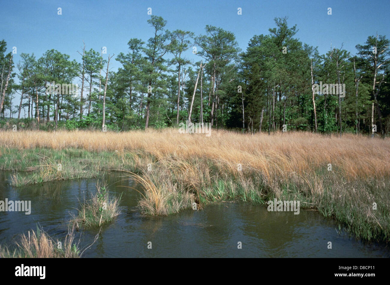 Tall grasses growing in high water levels within a swamp. The grasses ...