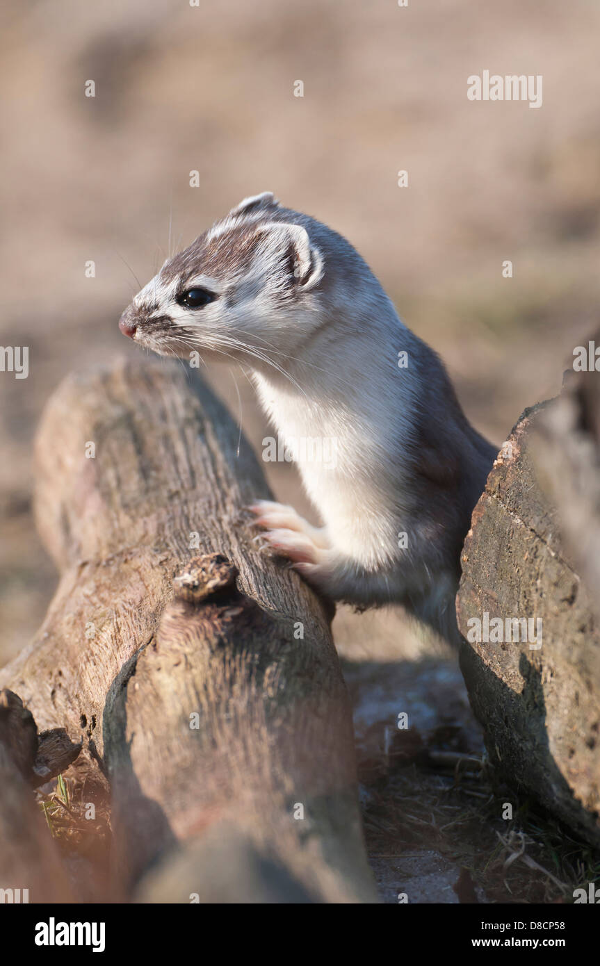 stoat in winter fur, mustela erminea, vechta, niedersachsen, germany ...