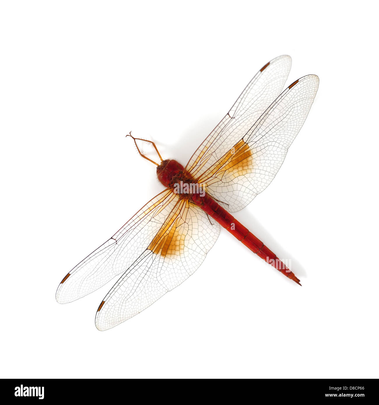 Dragonfly wing Cut Out Stock Images & Pictures - Alamy