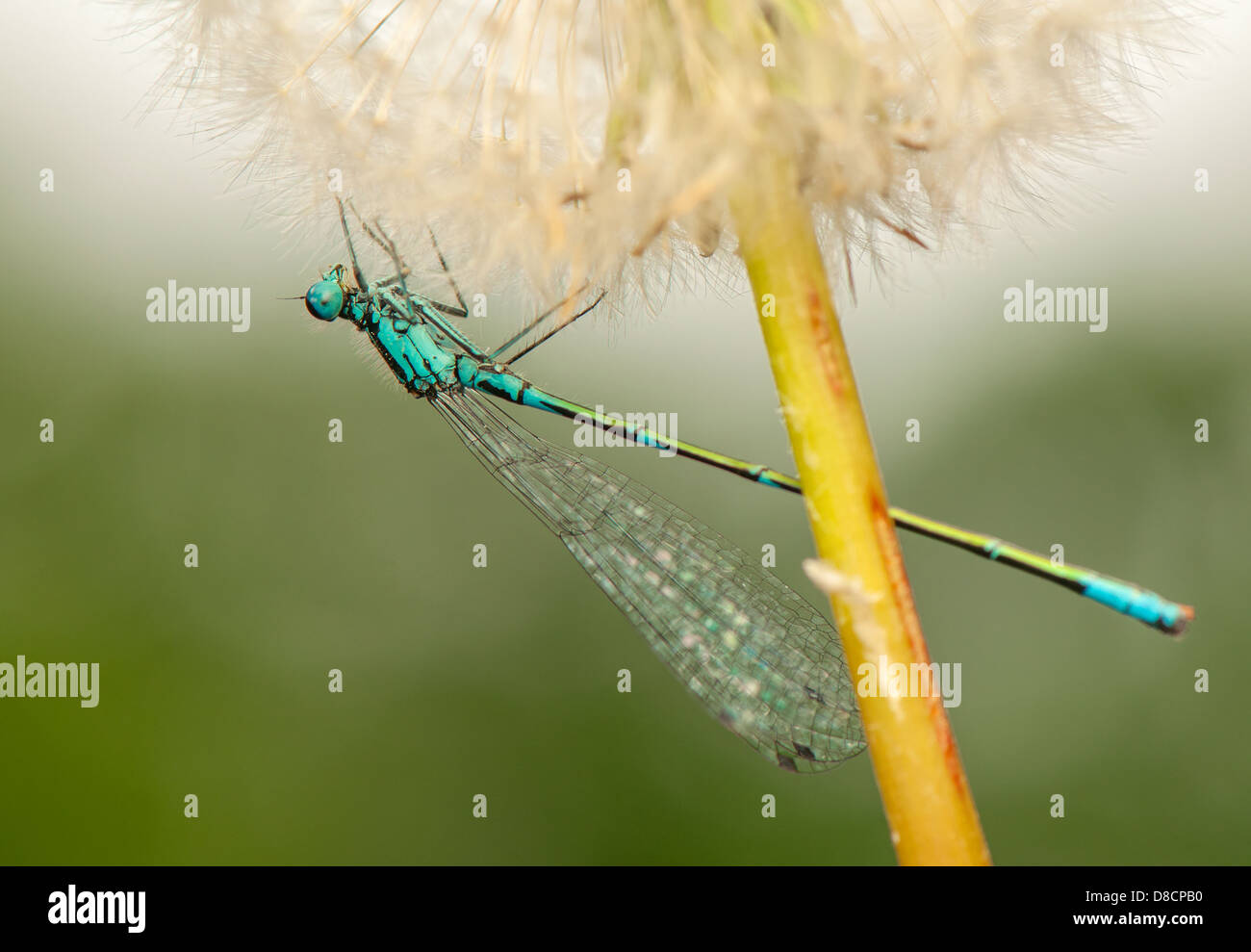 Dragonfly ischnura pumilio hi-res stock photography and images - Alamy