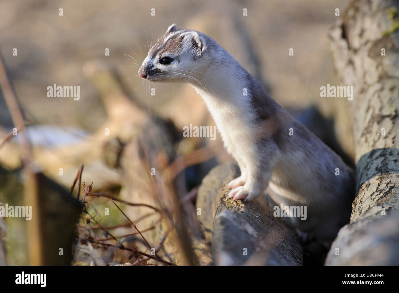stoat in winter fur, mustela erminea, vechta, niedersachsen, germany ...