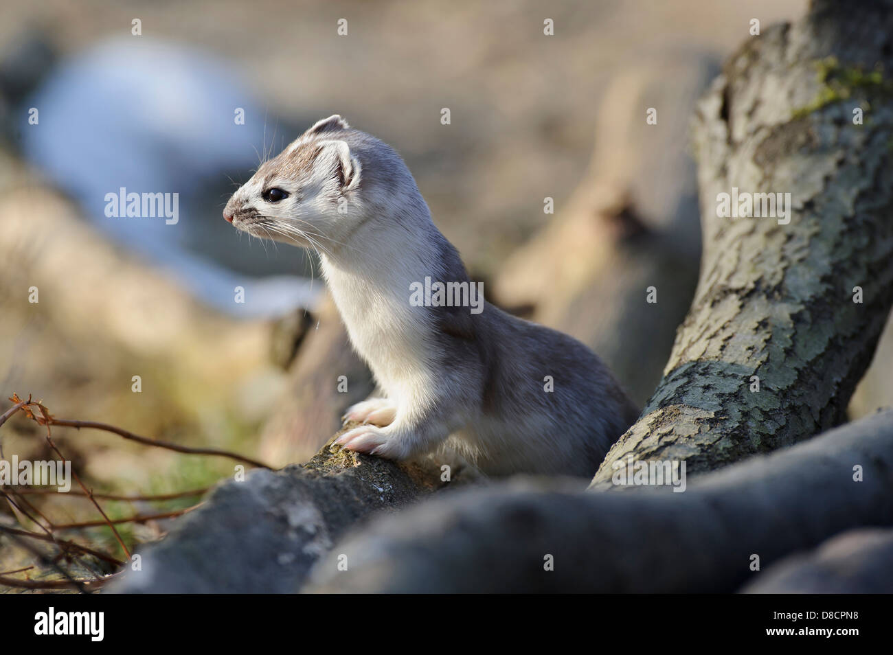 stoat in winter fur, mustela erminea, vechta, niedersachsen, germany ...